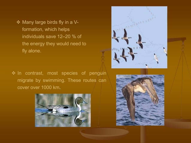 Migration birds ppt.ppt