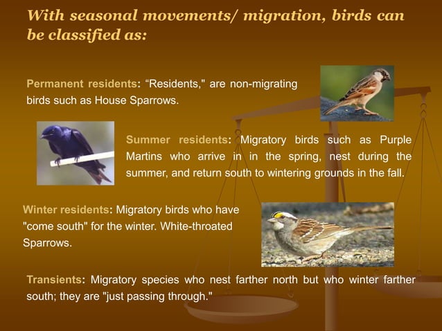 Migration birds ppt.ppt