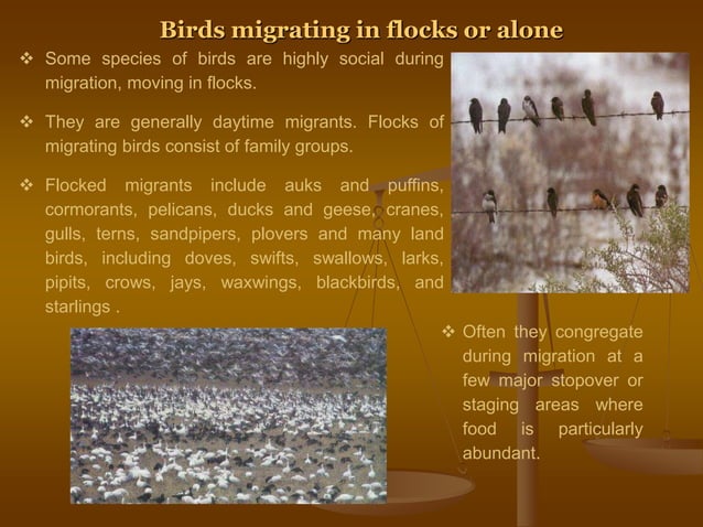 Migration birds ppt.ppt