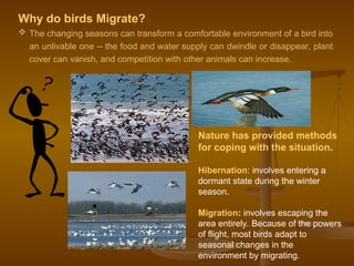 migration birds TPC11111111112211111.ppt