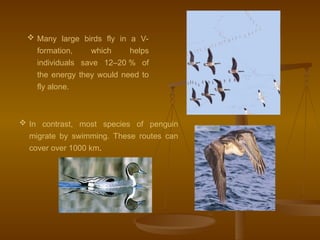 migration birds TPC11111111112211111.ppt