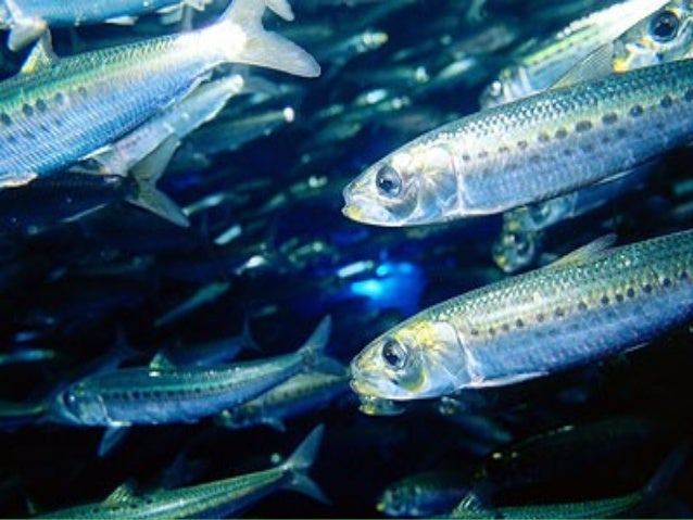 Migration in fishes