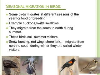 Migration in birds | PPTX