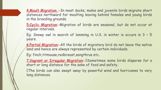 MIGRATION IN BIRDS by Shraddha Gupta.pptx