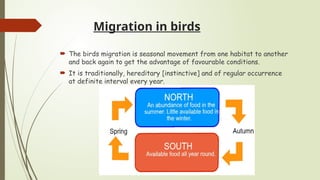 MIGRATION IN BIRDS by Shraddha Gupta.pptx