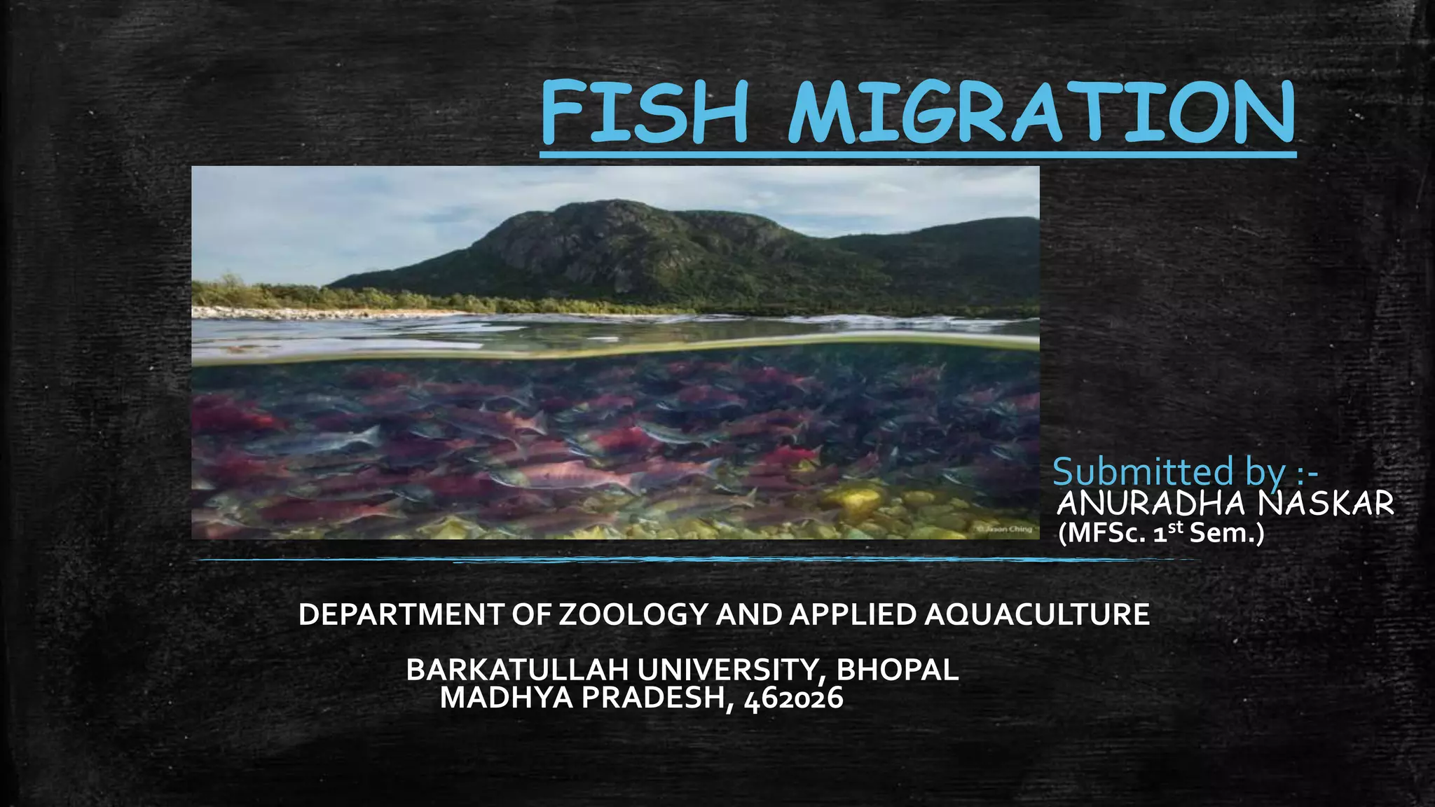 Migration in fishes | PPTX
