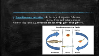 Migration in fishes | PPTX