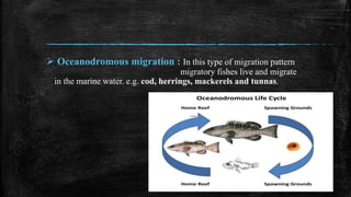 Migration in fishes | PPTX