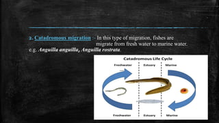 Migration in fishes | PPTX