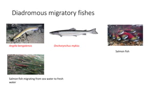 Migration in fishes/class11 biology | PPTX
