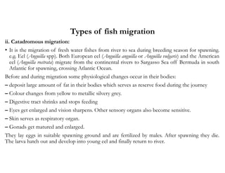 Migration of Fishes: Patterns and Survival | PDF