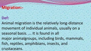 Migration in mammals by noor zada khan | PPTX