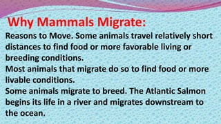 Migration in mammals by noor zada khan | PPTX | Africa Travel | Travel ...