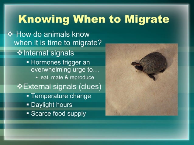 Migration introduction | PPT