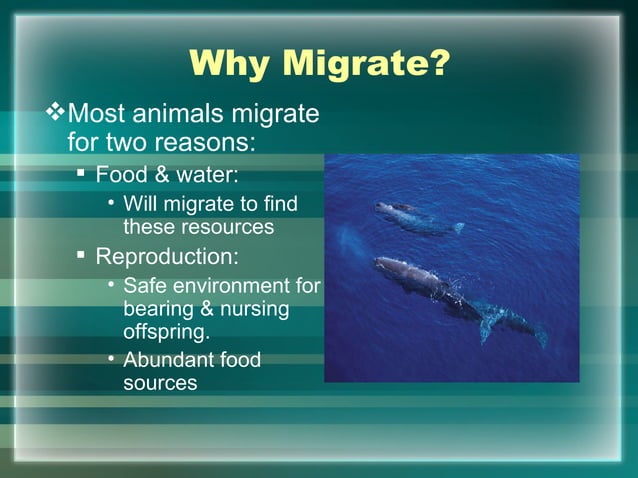 Migration introduction | PPT
