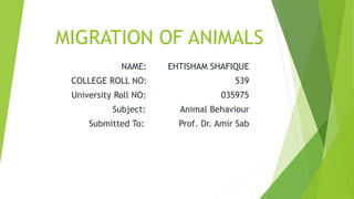 MIGRATION OF ANIMALS...pptx