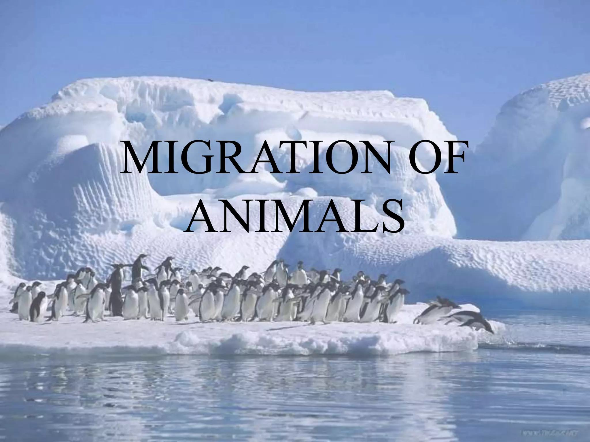 Migration of animals | PPTX