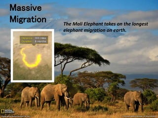 Migration of animals | PPTX
