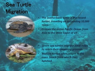 Migration of animals | PPTX