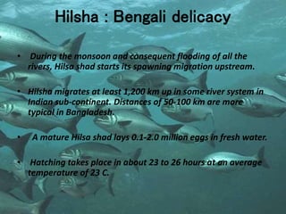 Migration of animals | PPTX