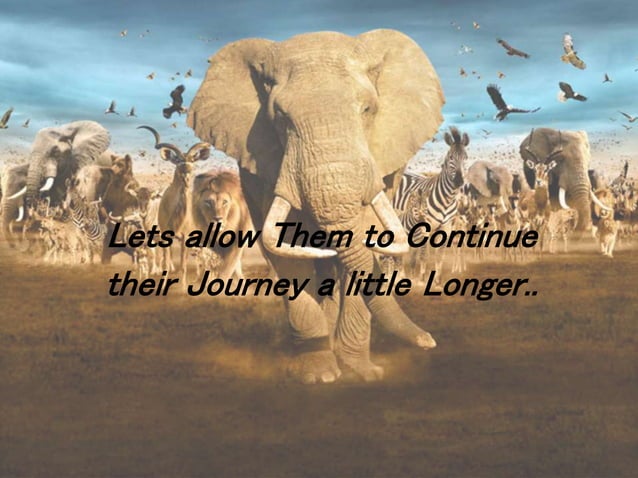 Migration of animals