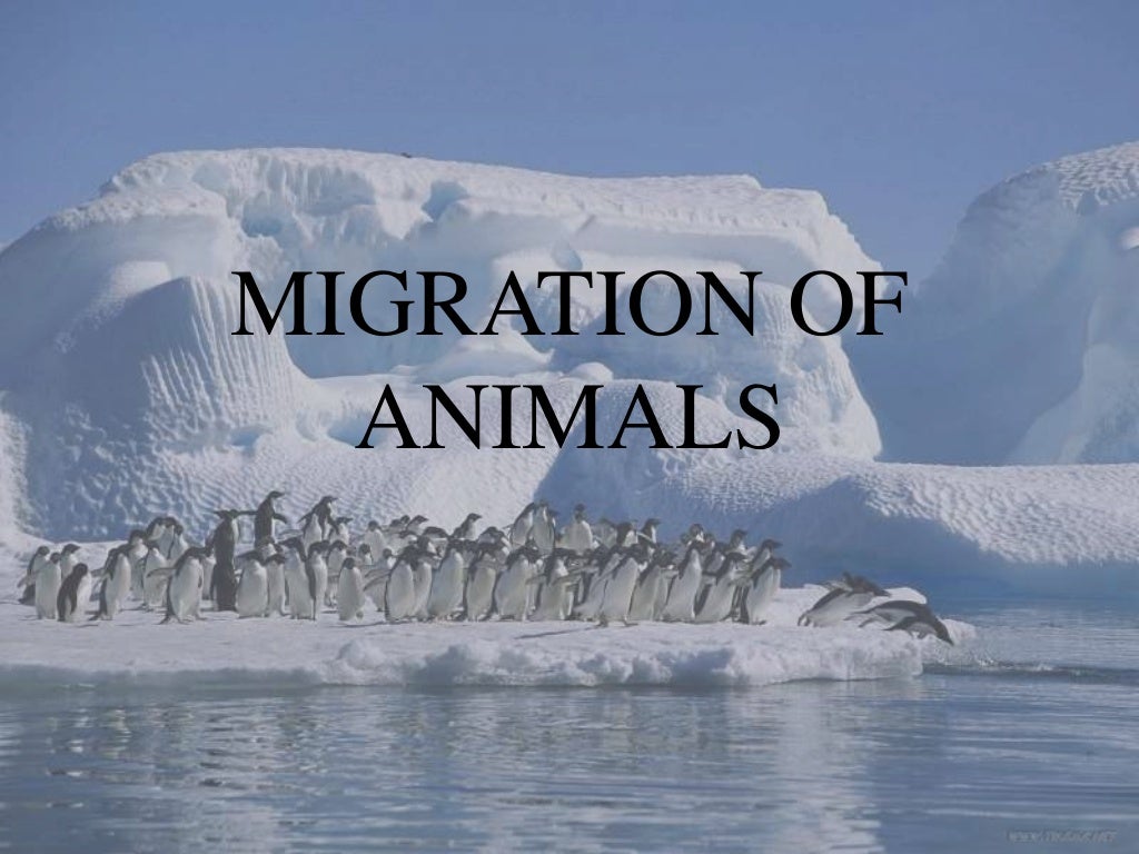 Migration Of Animals migration-of-animals