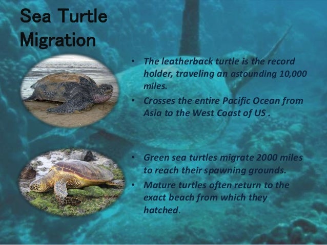 Migration of animals