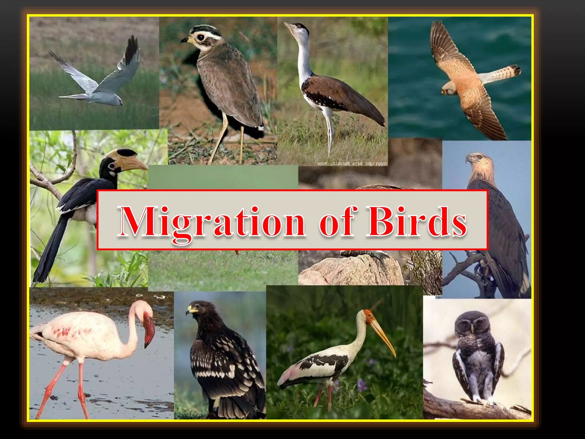 Migration of birds | PPT