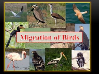 Migration of birds | PPT