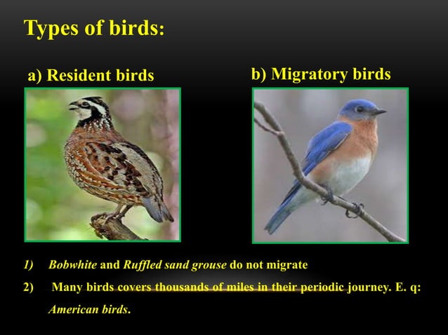 Migration of birds | PPT | Birdwatching | Hobbies & Interests