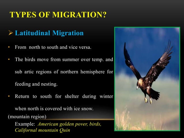 Migration of birds | PPT | Birdwatching | Hobbies & Interests