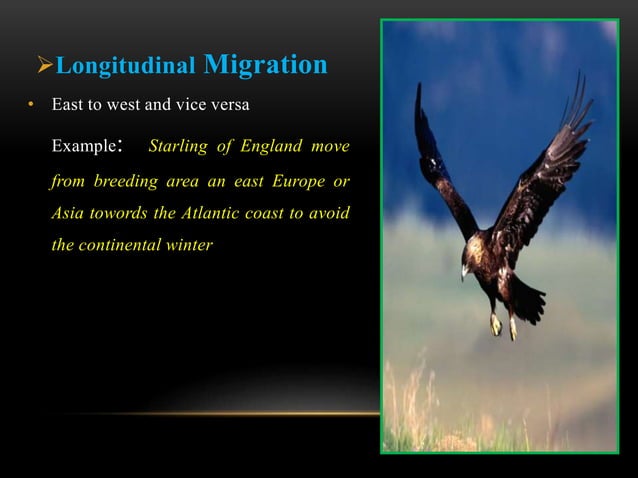 Migration of birds | PPT | Birdwatching | Hobbies & Interests