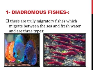 MIGRATION OF FISHES | PPTX