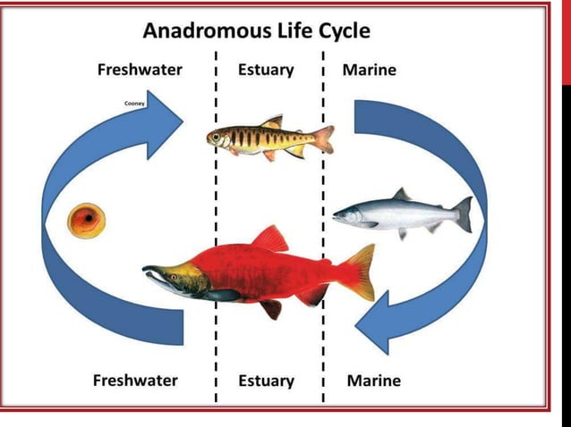 MIGRATION OF FISHES | PPTX | Fish and Aquariums | Pets
