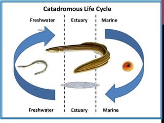 MIGRATION OF FISHES | PPT