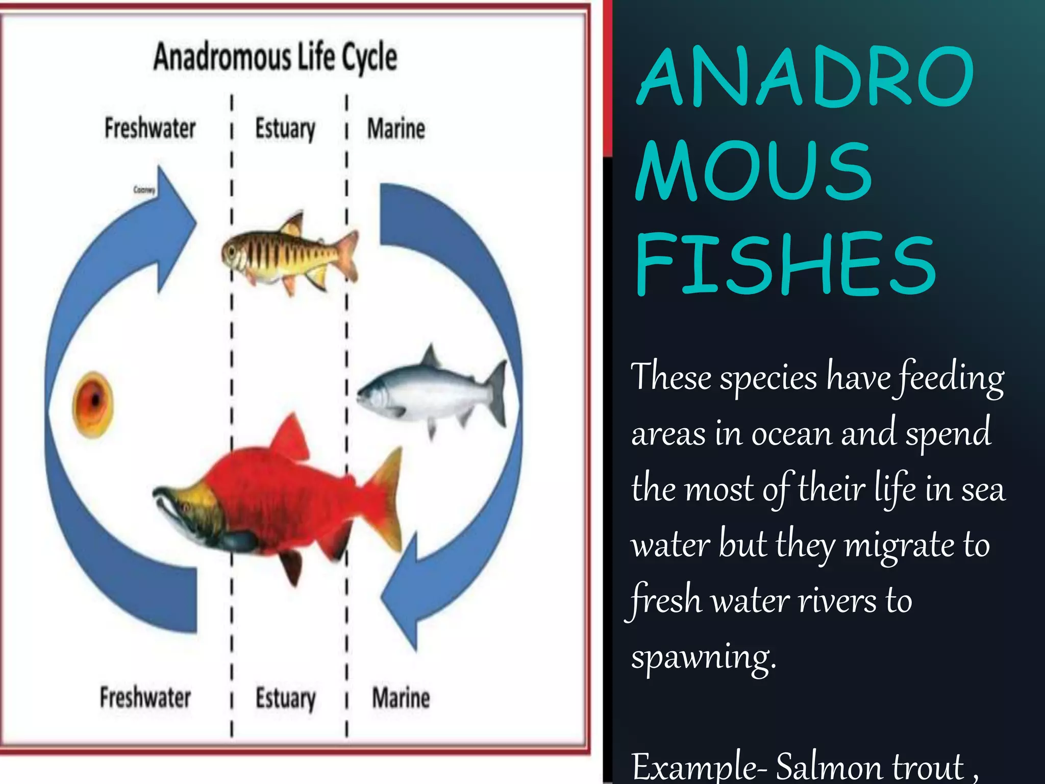 Migration of fishes ppt | PPTX