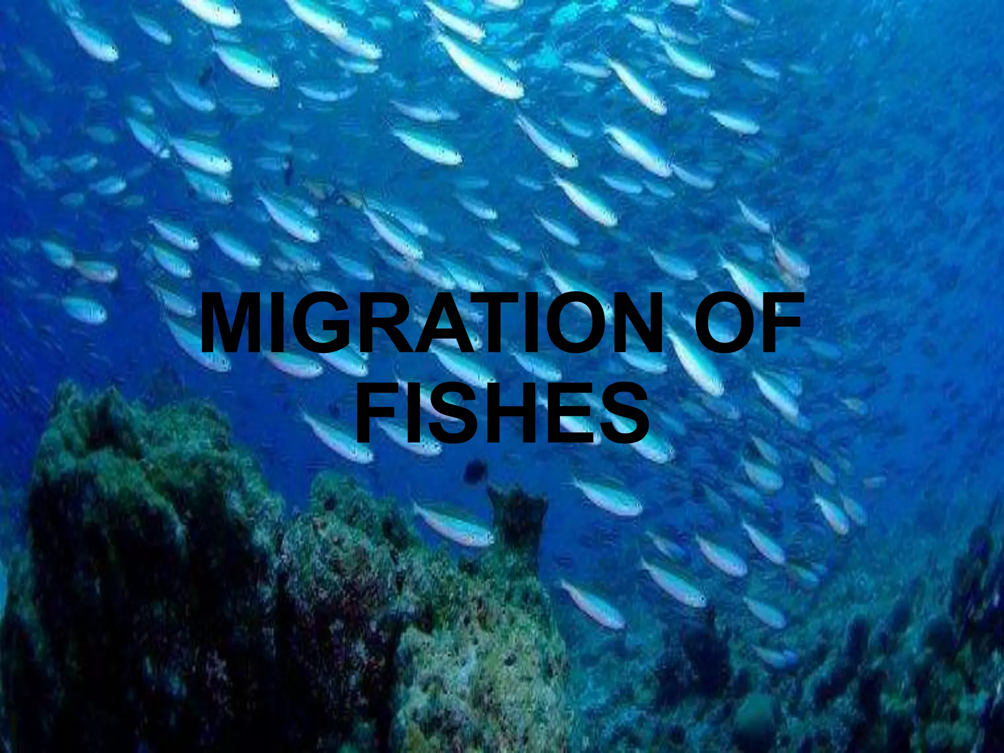 Migration of fishes ppt | PPTX