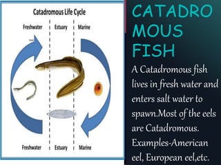 Migration of fishes ppt | PPTX