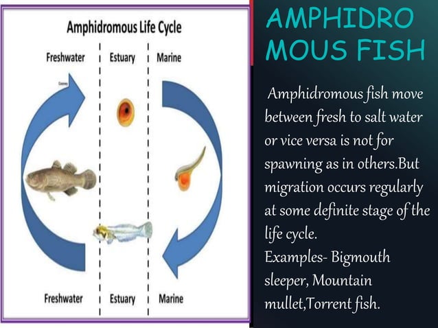 Migration of fishes ppt | PPTX