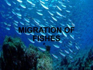 Migration of fishes ppt | PPTX