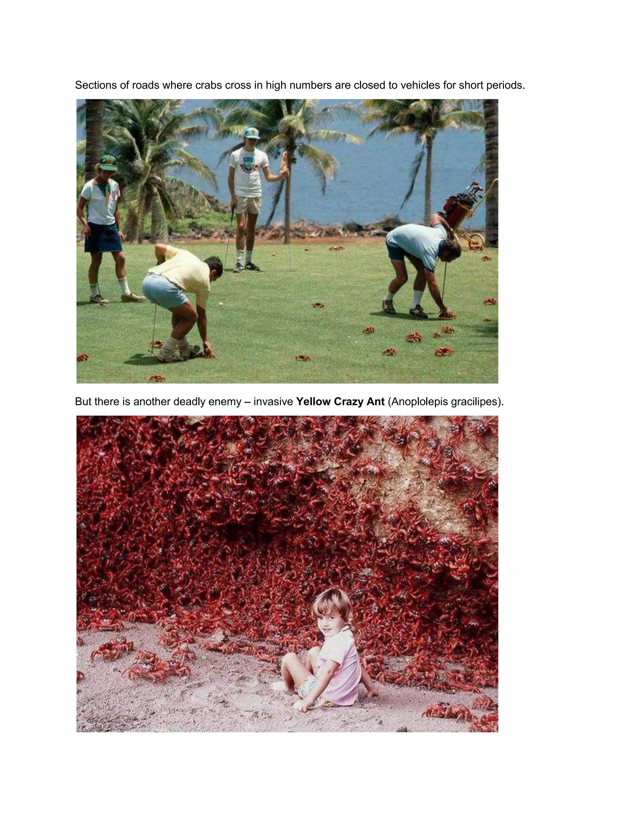 Migration of red crab of the christmas island | DOCX