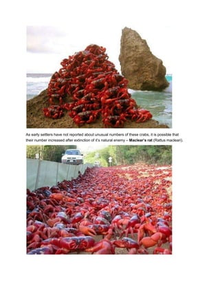 Migration of red crab of the christmas island | DOCX