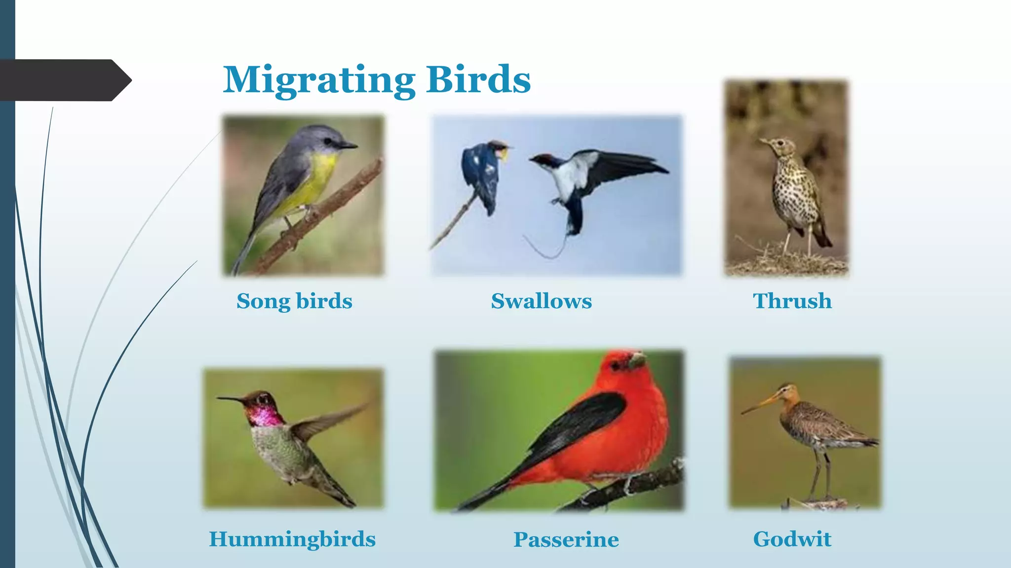 Migration of the birds | PPTX