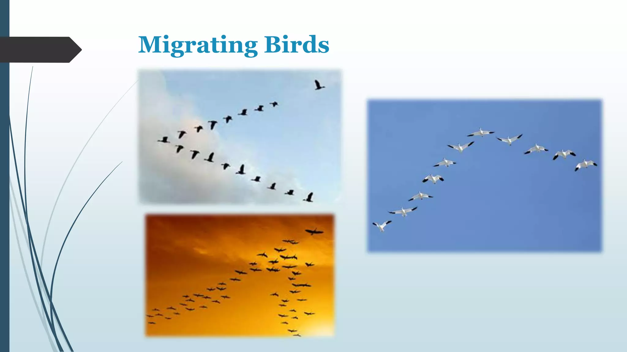 Migration of the birds | PPTX