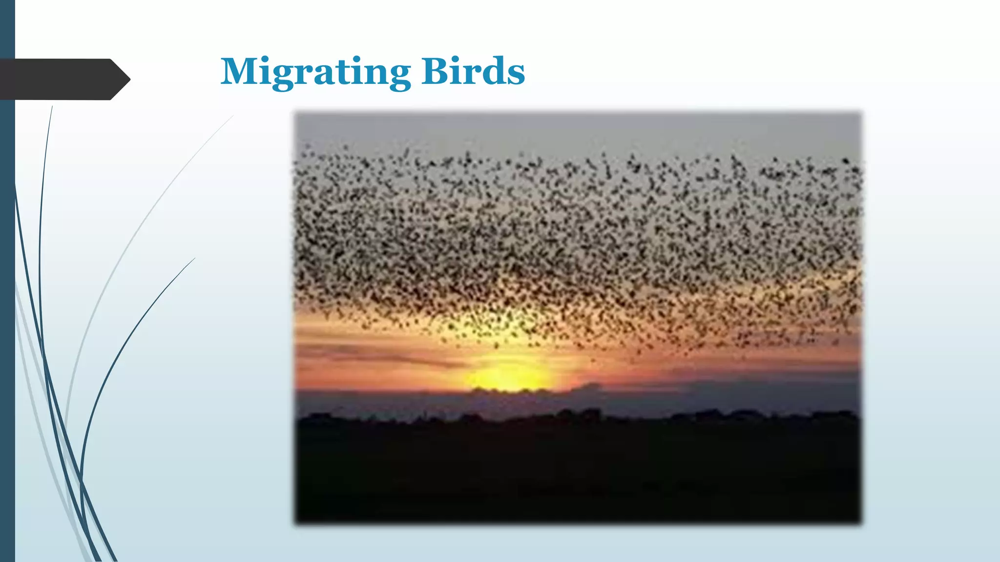 Migration of the birds | PPTX
