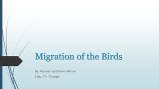 Migration of the birds | PPTX
