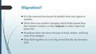 Migration of the birds | PPTX