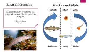 Migration of fishes and their importance of spawning migration | PPTX