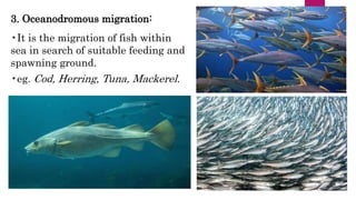 Migration of fishes and their importance of spawning migration | PPTX