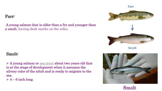 Migration of fishes and their importance of spawning migration | PPTX